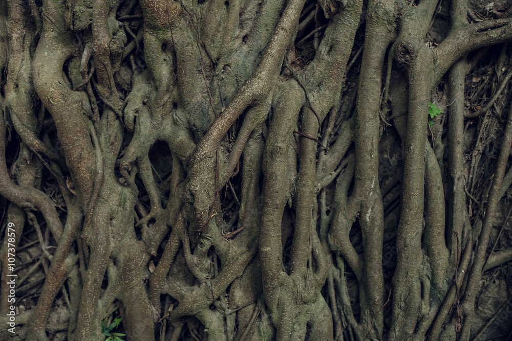 Complex structure of roots of a coniferous tree Stock Photo | Adobe Stock