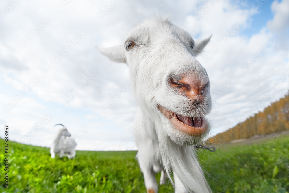 Goats Stock Photo | Adobe Stock