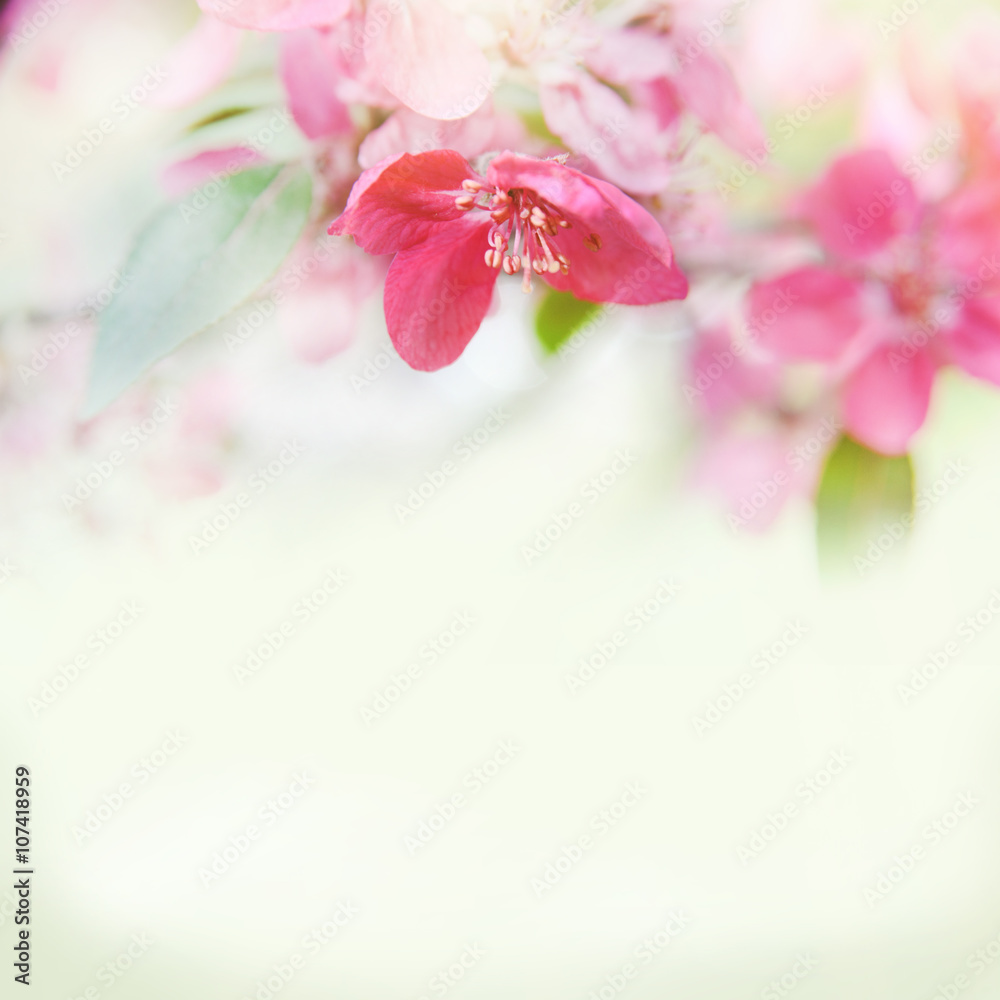 Spring border background with pink blossom Stock Photo | Adobe Stock