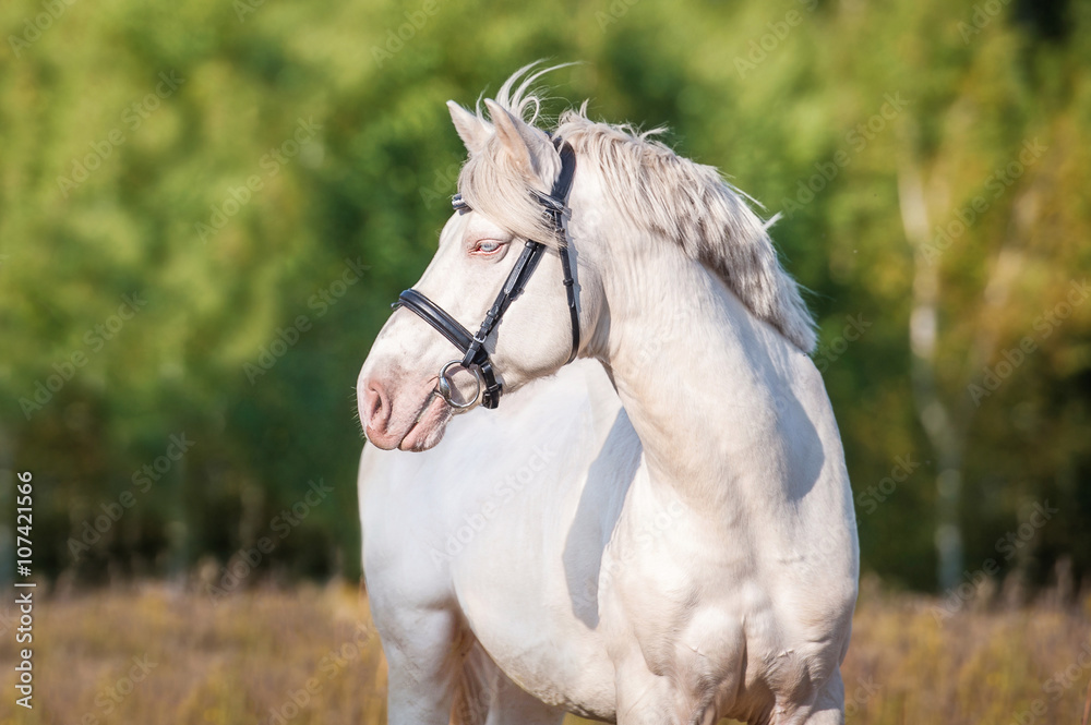Portrait of beautiful albino horse with blue eyes Stock Photo | Adobe Stock