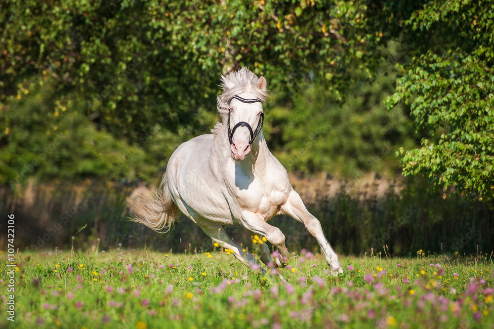 Beautiful albino horse running on the field with flowers in summer ...