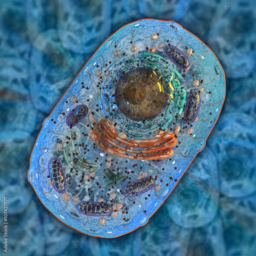 Internal structure of an animal cell. 3d illustration. Stock ...