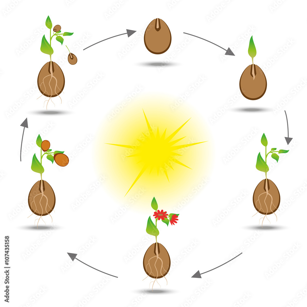 Life cycle of the plant. Stock Vector | Adobe Stock