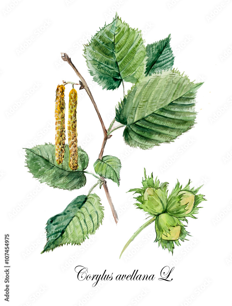 Hazelnut Plant Drawing