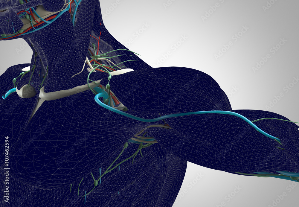Anatomy wire-frame shoulder. Future bio-technology human body. 3D ...