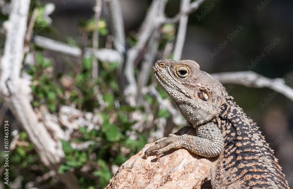 lizard on rock at the island of Delos in Cyprus Stock Photo | Adobe Stock