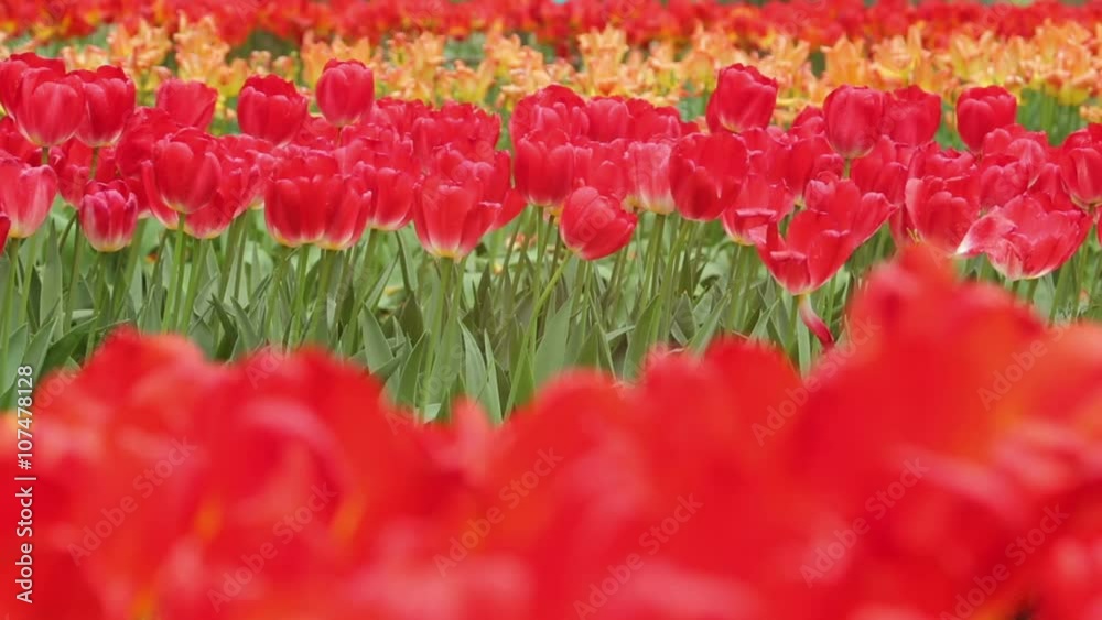 Row of red tulips Stock Video | Adobe Stock