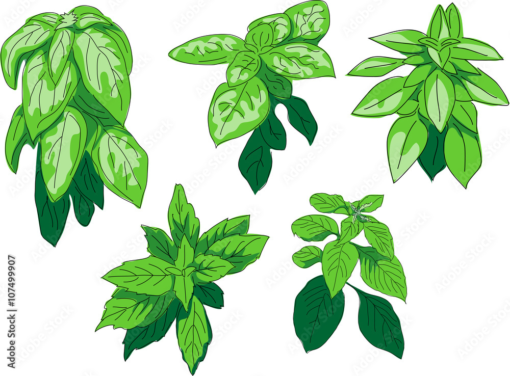 Basil plant - sweet, lemon, tree, african Stock Vector | Adobe Stock