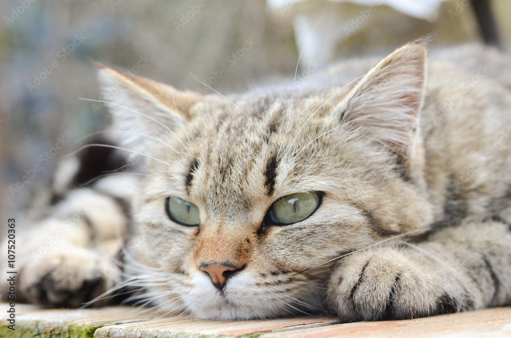 sulky cat Stock-Foto | Adobe Stock