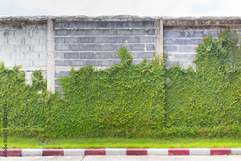 Ficus Pumila Wall