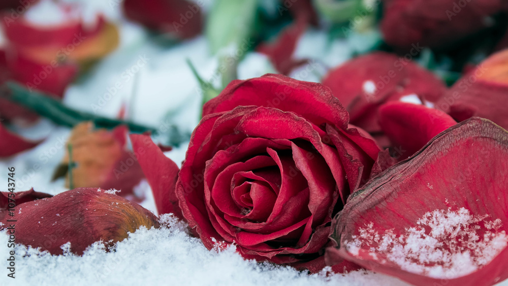 бутон красной розы на белом снегу Stock-Foto | Adobe Stock