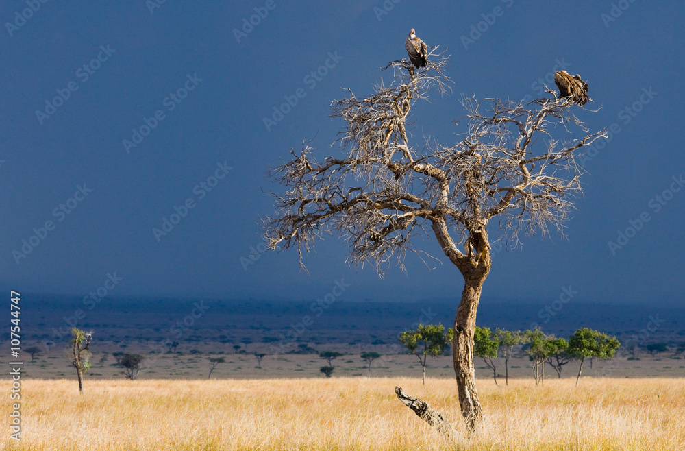 Predatory birds are sitting on a tree. Kenya. Tanzania. Safari. East ...