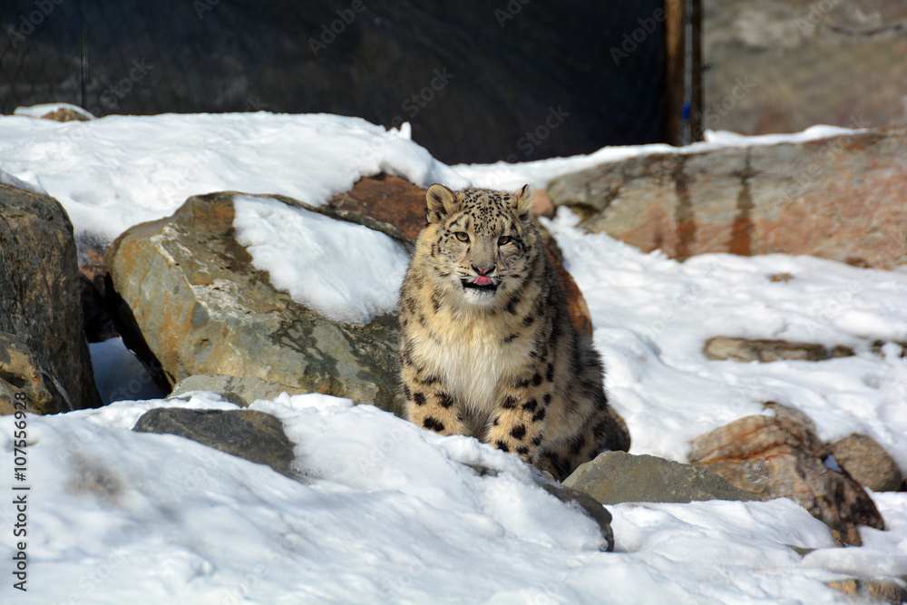 The snow leopard is a large cat native to the mountain ranges of ...