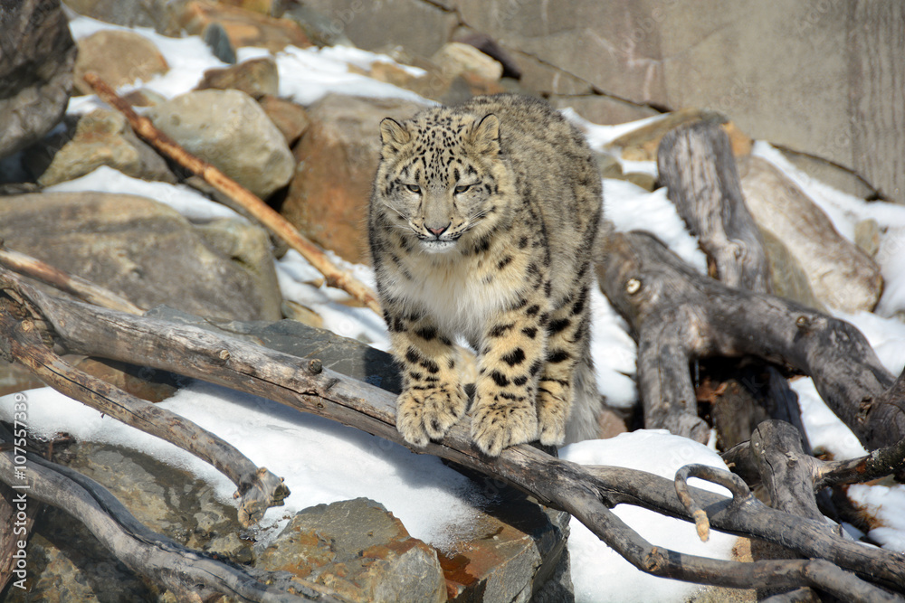 The snow leopard is a large cat native to the mountain ranges of ...
