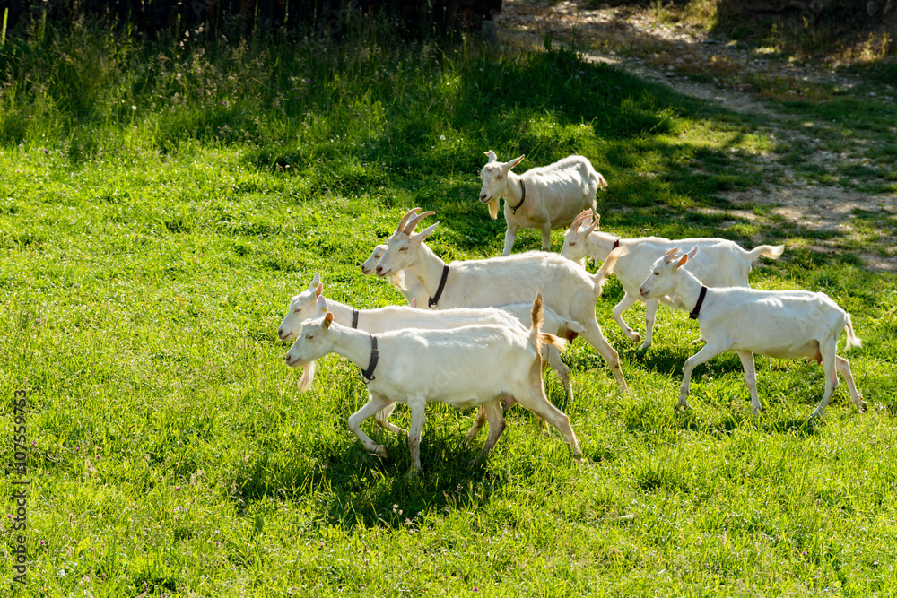 Group of goats Stock Photo | Adobe Stock