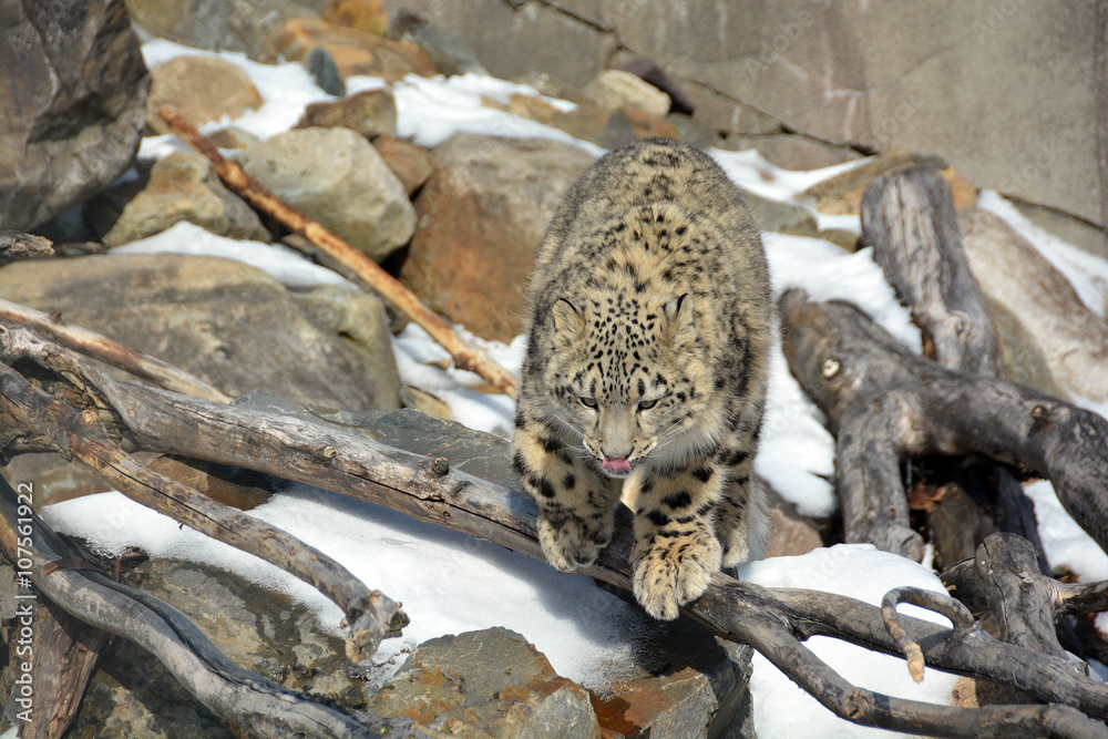 The snow leopard is a large cat native to the mountain ranges of ...