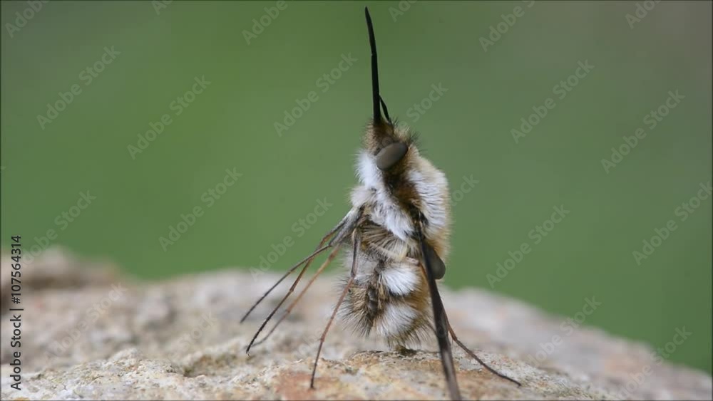 Dark-bordered bee fly (Bombylius major) moving proboscis and preparing ...