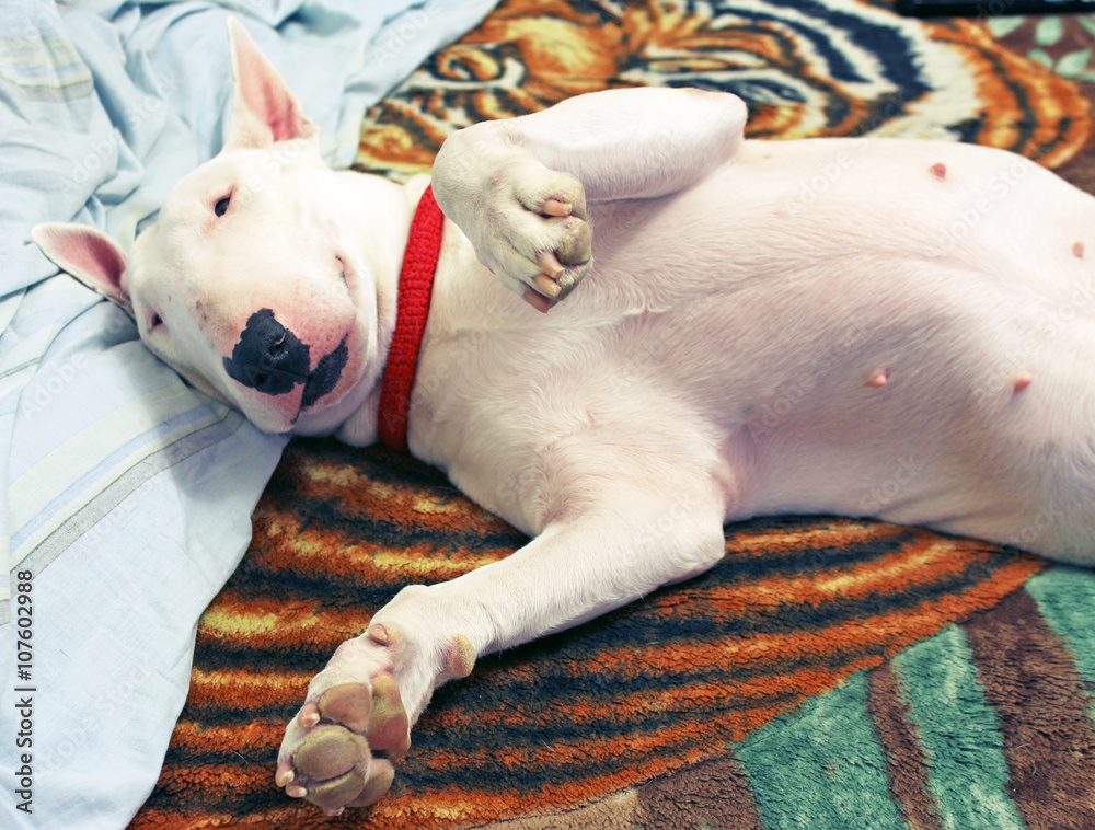 Sleeping Bull Terrier
