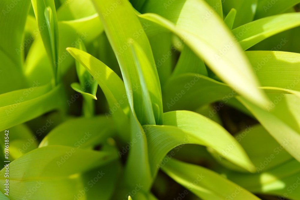 Daylily before bloom Stock Photo | Adobe Stock