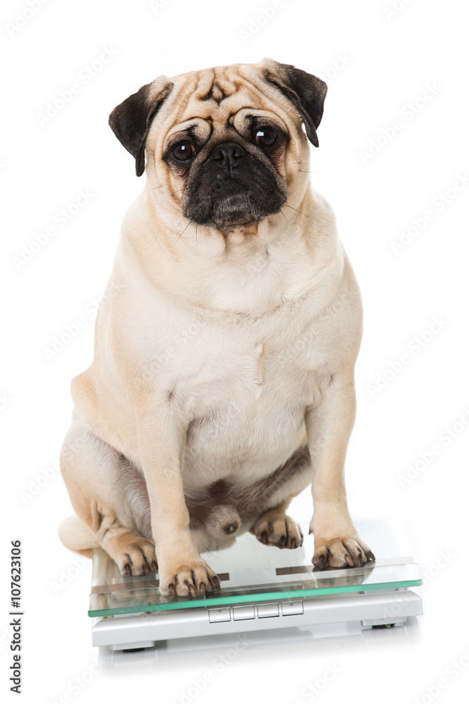 Dicker Mops auf einer Waage Stock-Foto | Adobe Stock
