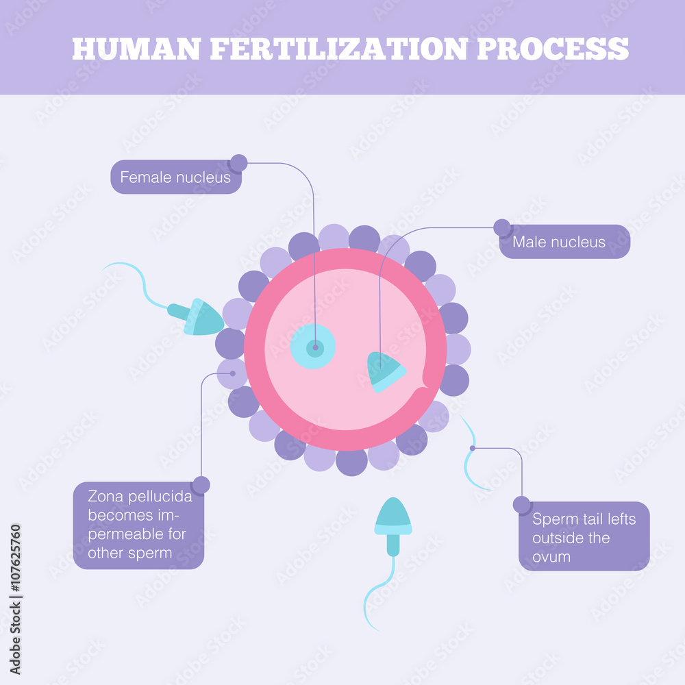 Human Insemination