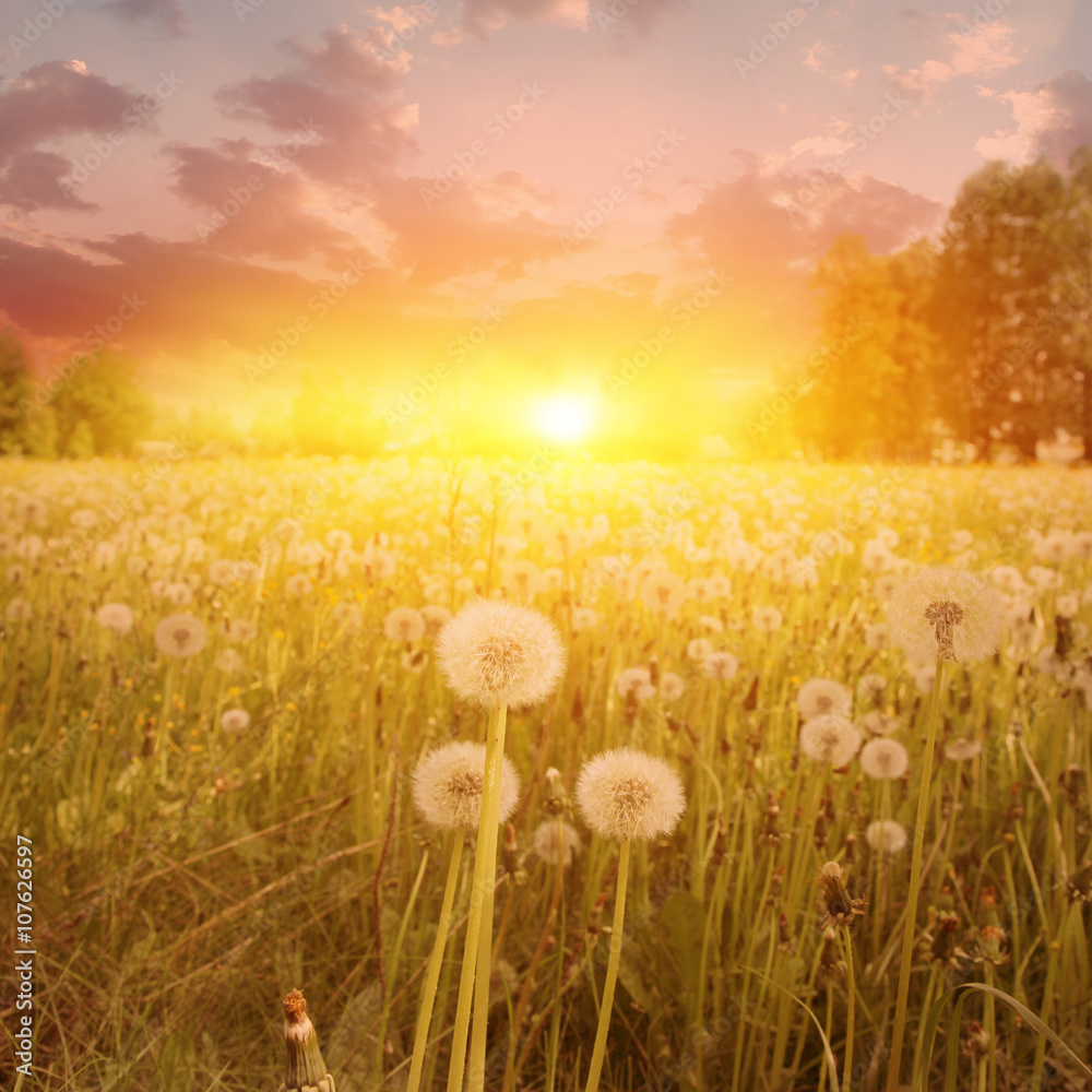 Dandelion Field Sunset