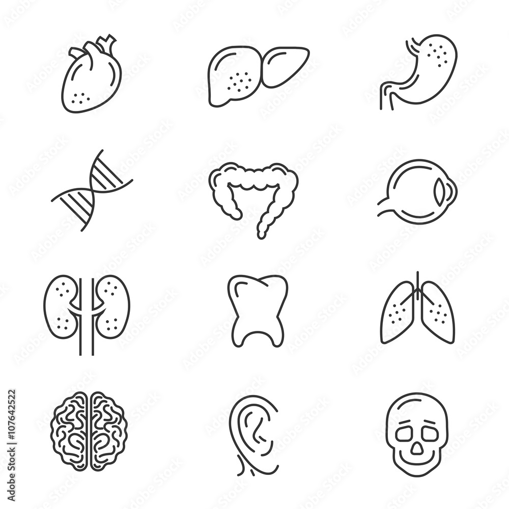 Human organs line icons. Human internal organs detailed thin line ...