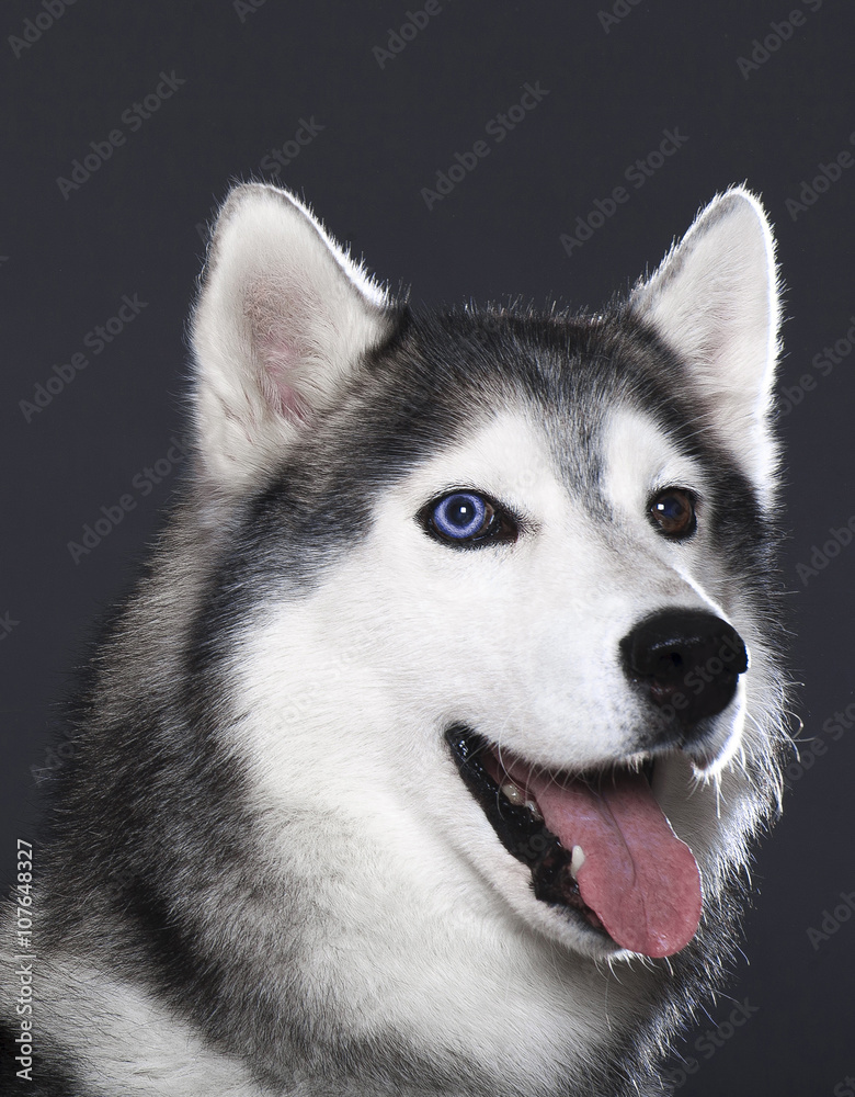 Beautiful Husky Eyes