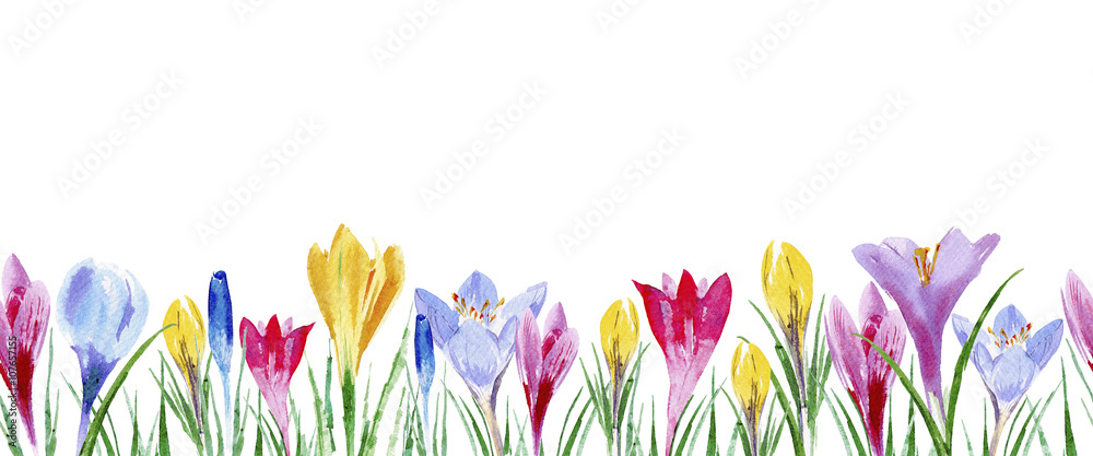 Seamless border from crocus flowers. Watercolor hand drawn illustration ...