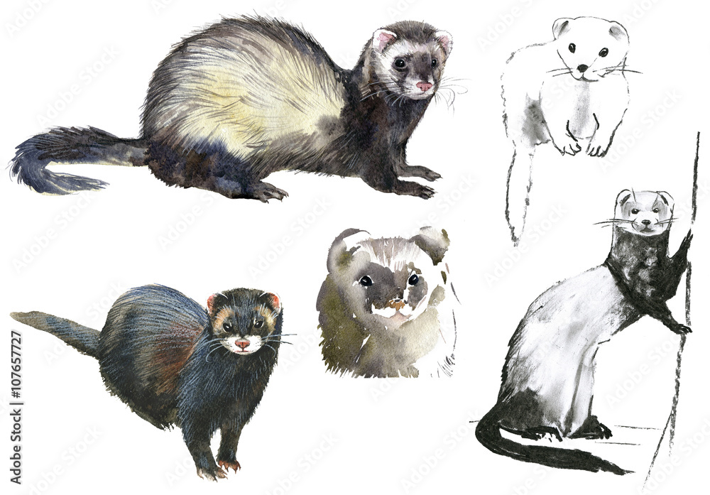 Realistic Ferret Drawing