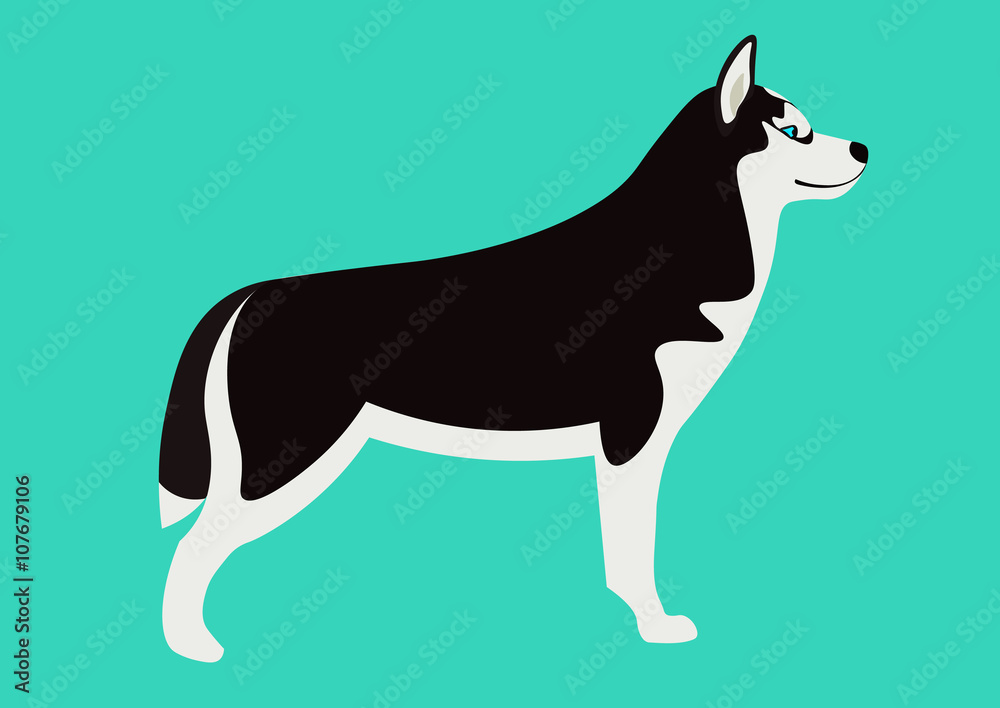 Siberian husky vector illustration. Isolated adorable black and white ...