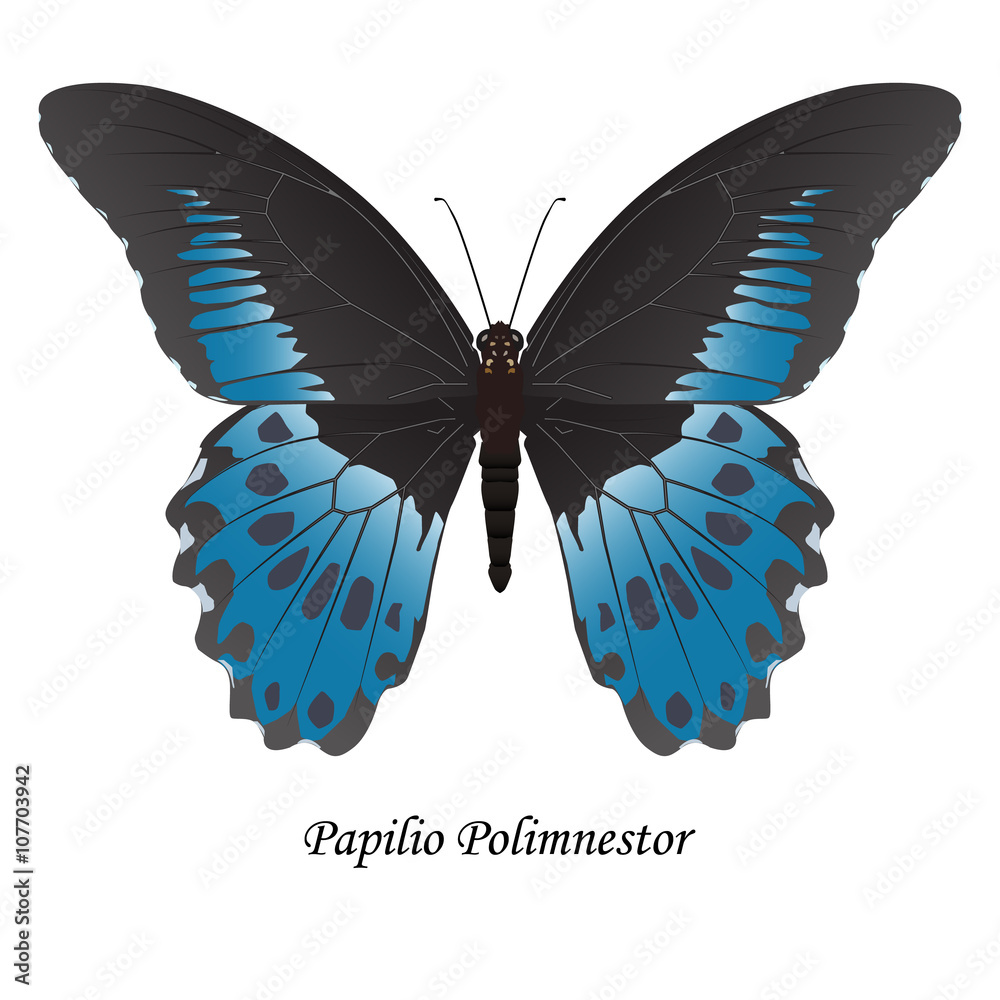 Illustration of Indian Swallowtail Butterfly - Papilio Polymnestor ...