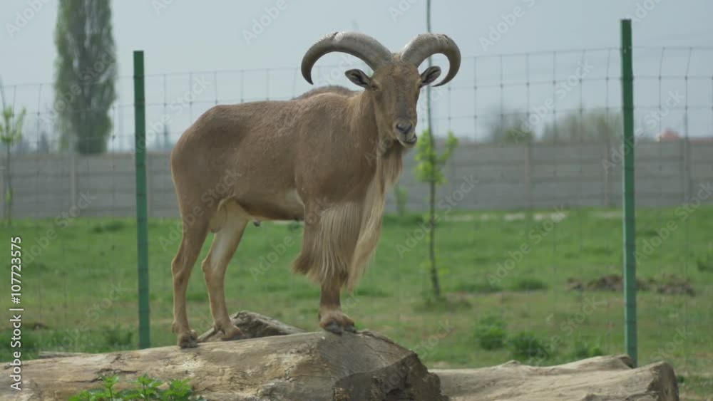 A barbary sheep is standing tall. The Barbary sheep is a species of ...