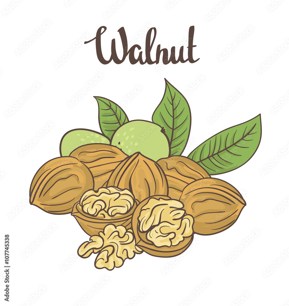 Walnuts isolated on white background. Cartoon Vector label. Stock ...
