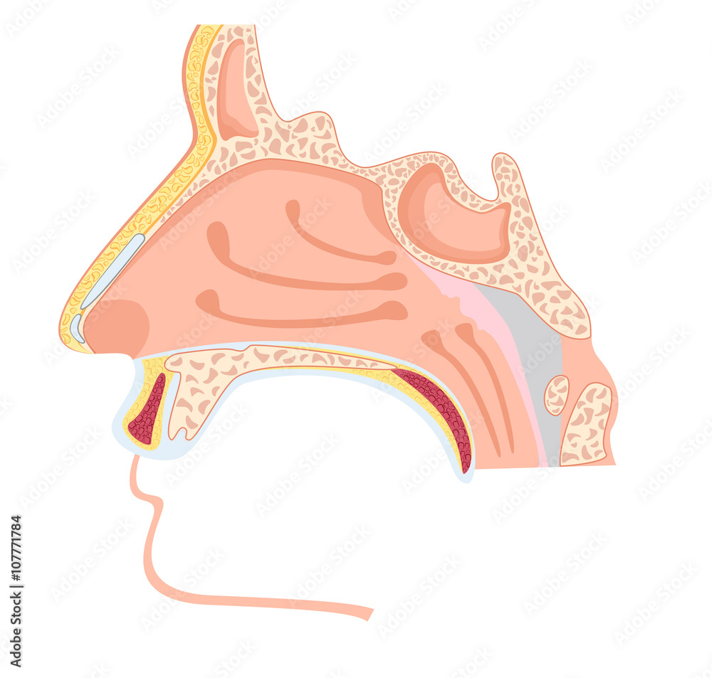 Nasal cavity. Vector illustration of human nose anatomy Stock Vector ...