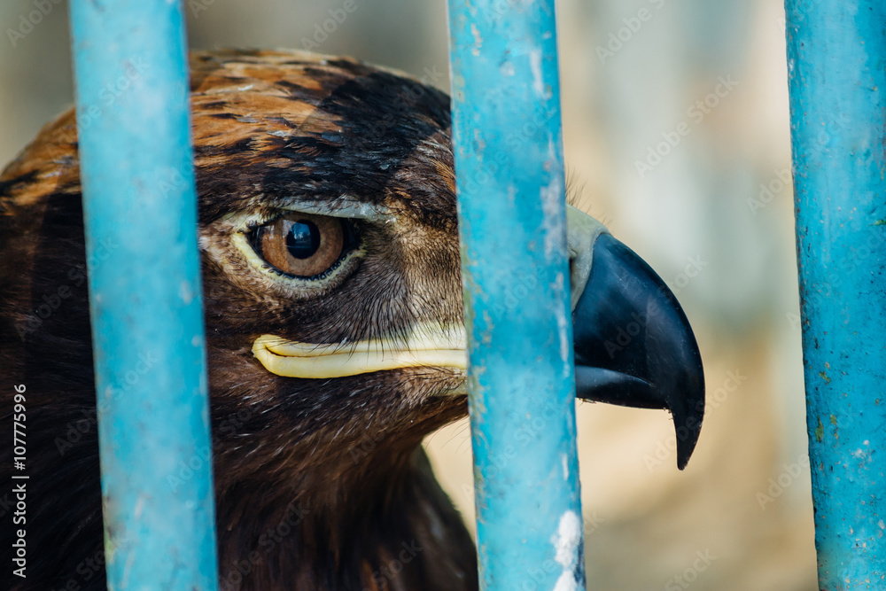 large portrait of a hawk who sits in a cage Stock Photo | Adobe Stock