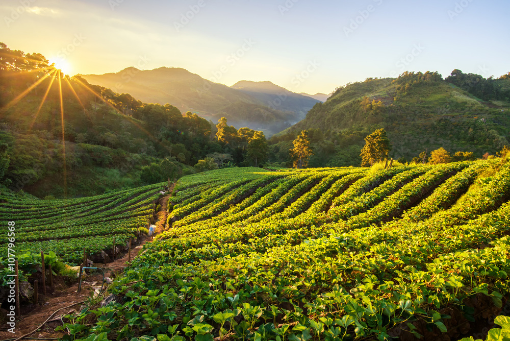 Sunrise at strawberry field at doi angkang , chiang mai Stock Photo ...