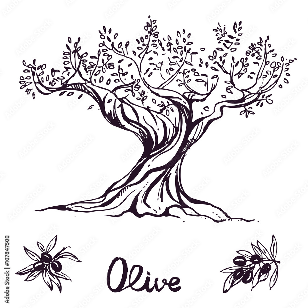 Olive Tree Vector