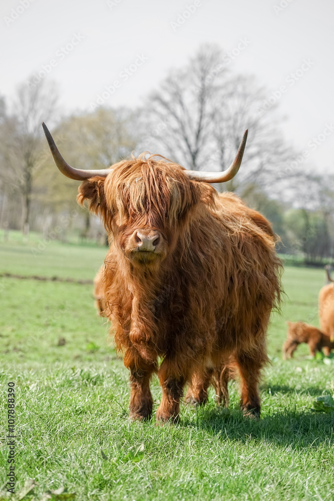 Highland Rind mit langen Hörnern, Frühlingsweide Stock Photo | Adobe Stock