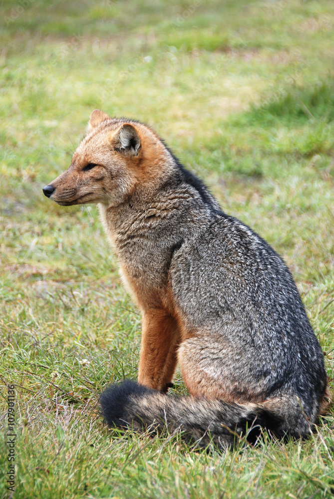 Culpeo Fox Species