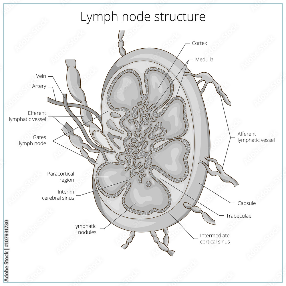 Lymph node structure medical educational vector Stock Vector | Adobe Stock