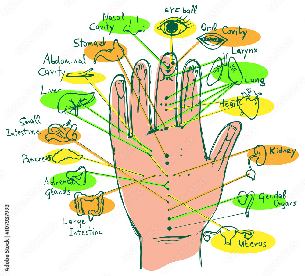 Hand Reflex Point Chart, palmar view. Vector illustration. Stock Vector ...