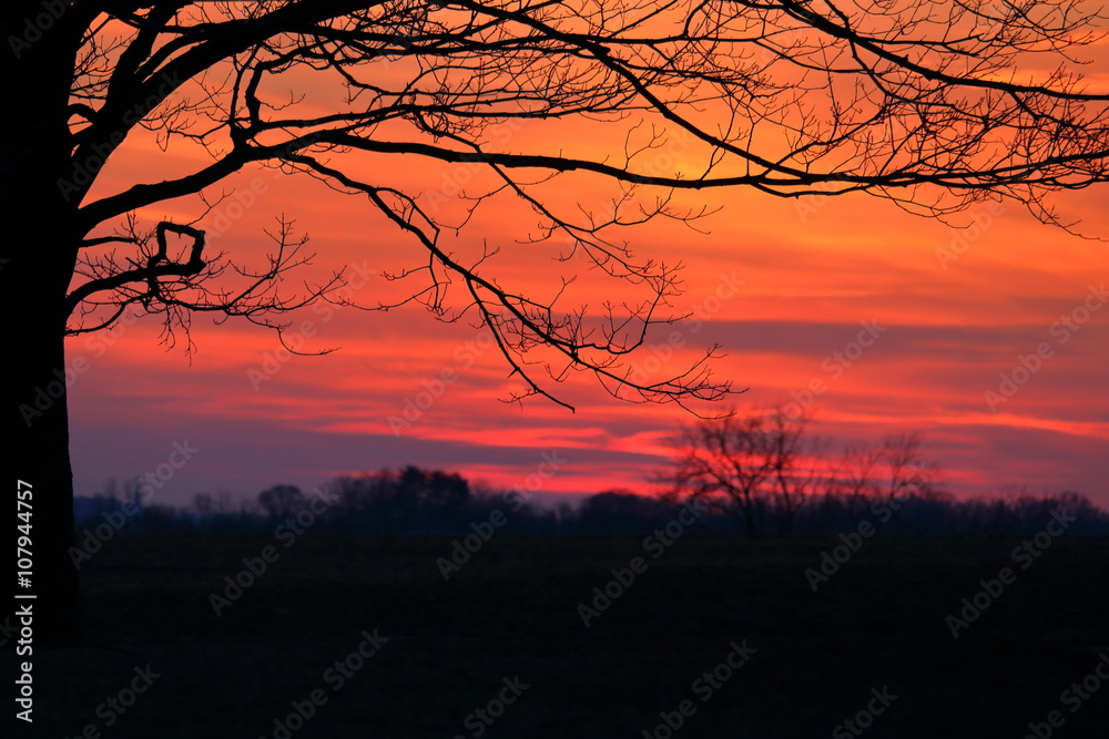 Bare Maple Tree Silhouette