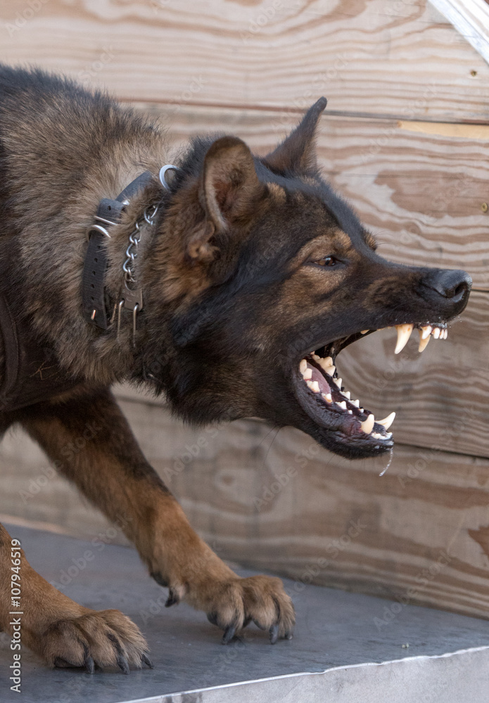 German Shepherd Snarling