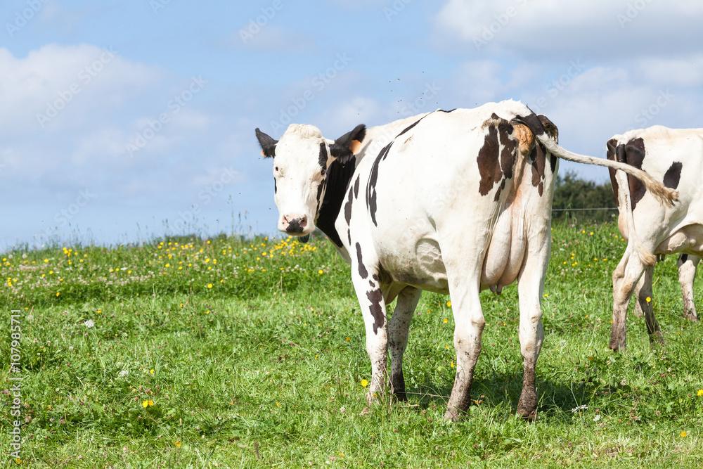 Who Me - Black and white Holstein dairy cow with a full udder looking ...