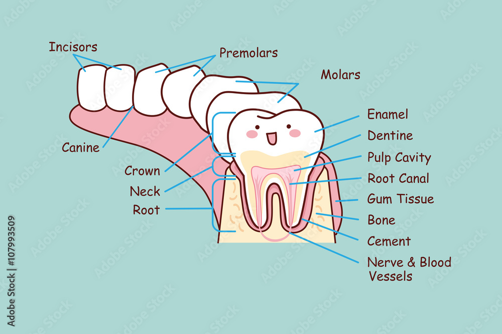 human dental anatomy tooth Stock Vector | Adobe Stock