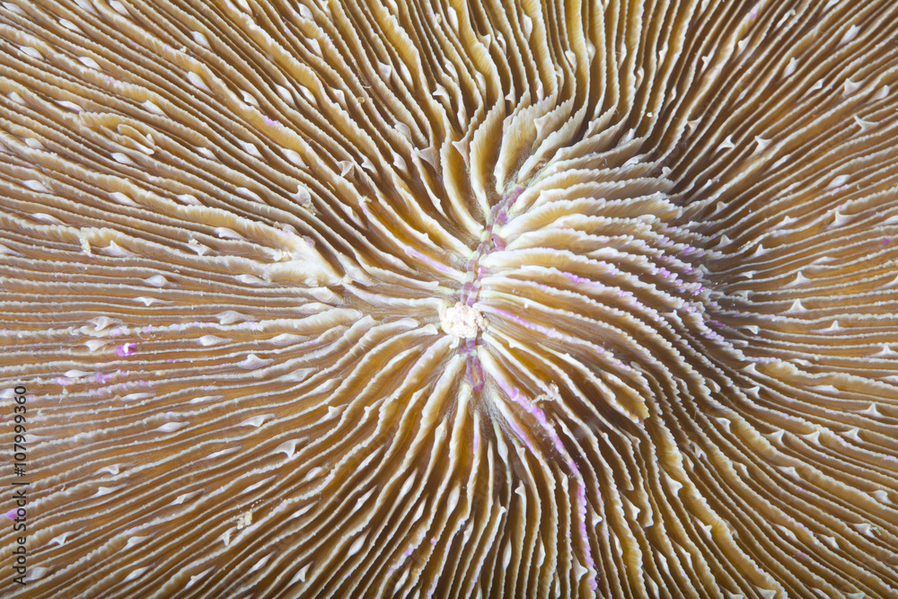 Free Living Coral
