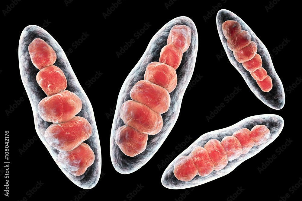 Macroconidia And Microconidia