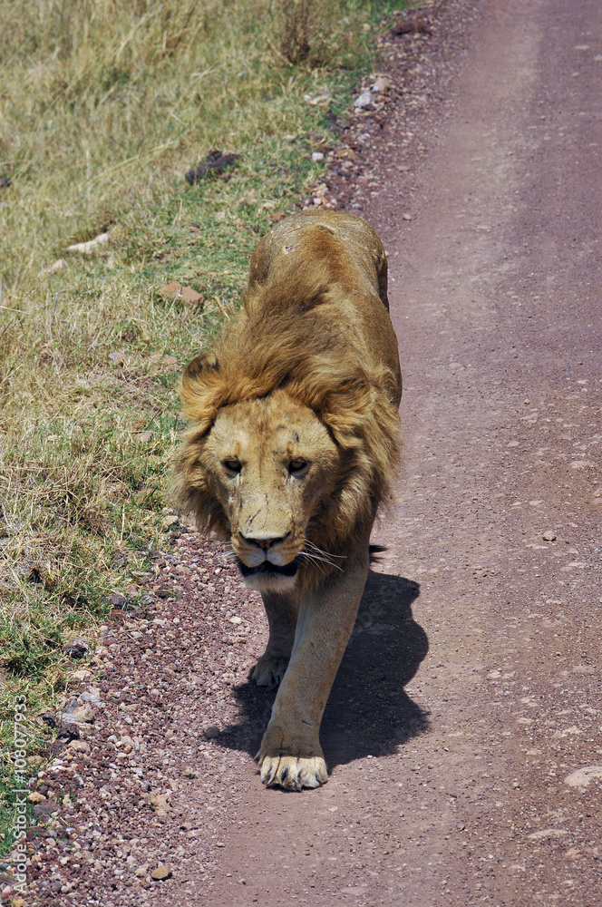 Lion in Serengeti hosts the largest mammal migration in the world ...
