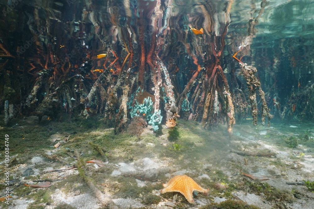 Foto de Mangrove roots underwater with reflection below water surface ...